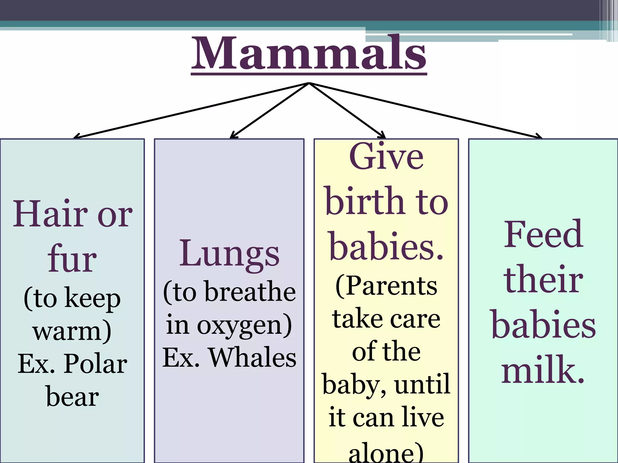 Classification of the animal kingdom | PPTX