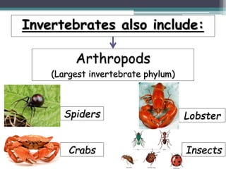 Classification of the animal kingdom | PPTX | Reptiles | Pets