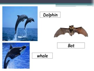 Classification of the animal kingdom | PPTX