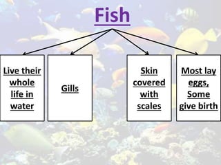 Classification of the animal kingdom | PPTX