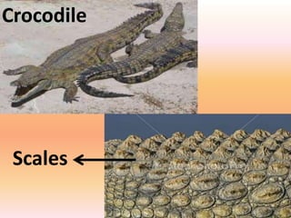 Classification of the animal kingdom | PPTX