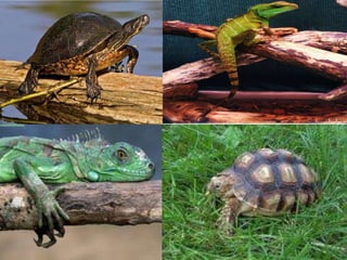 Classification of the animal kingdom | PPTX