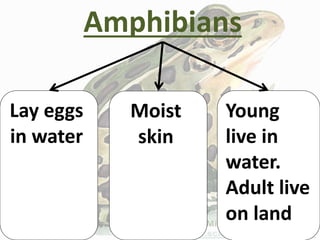 Classification of the animal kingdom | PPTX