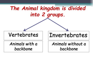 Classification of the animal kingdom | PPTX