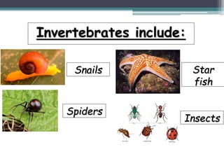 Classification of the animal kingdom | PPTX