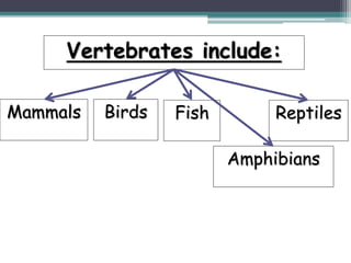 Classification of the animal kingdom | PPTX