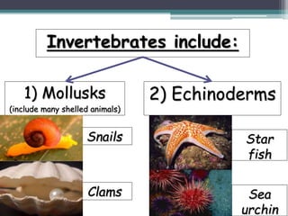 Classification of the animal kingdom | PPT