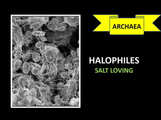 Classification of the living things | PPTX | Reptiles | Pets