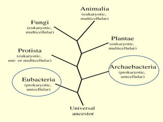 Classification of the living things | PPTX | Reptiles | Pets