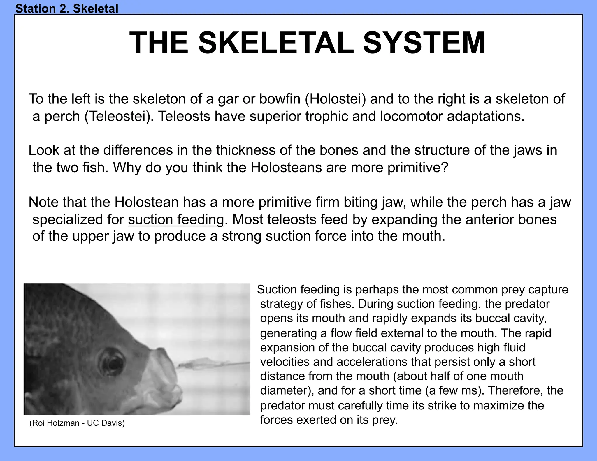 Classification of the Major Taxa of Fish.pdf