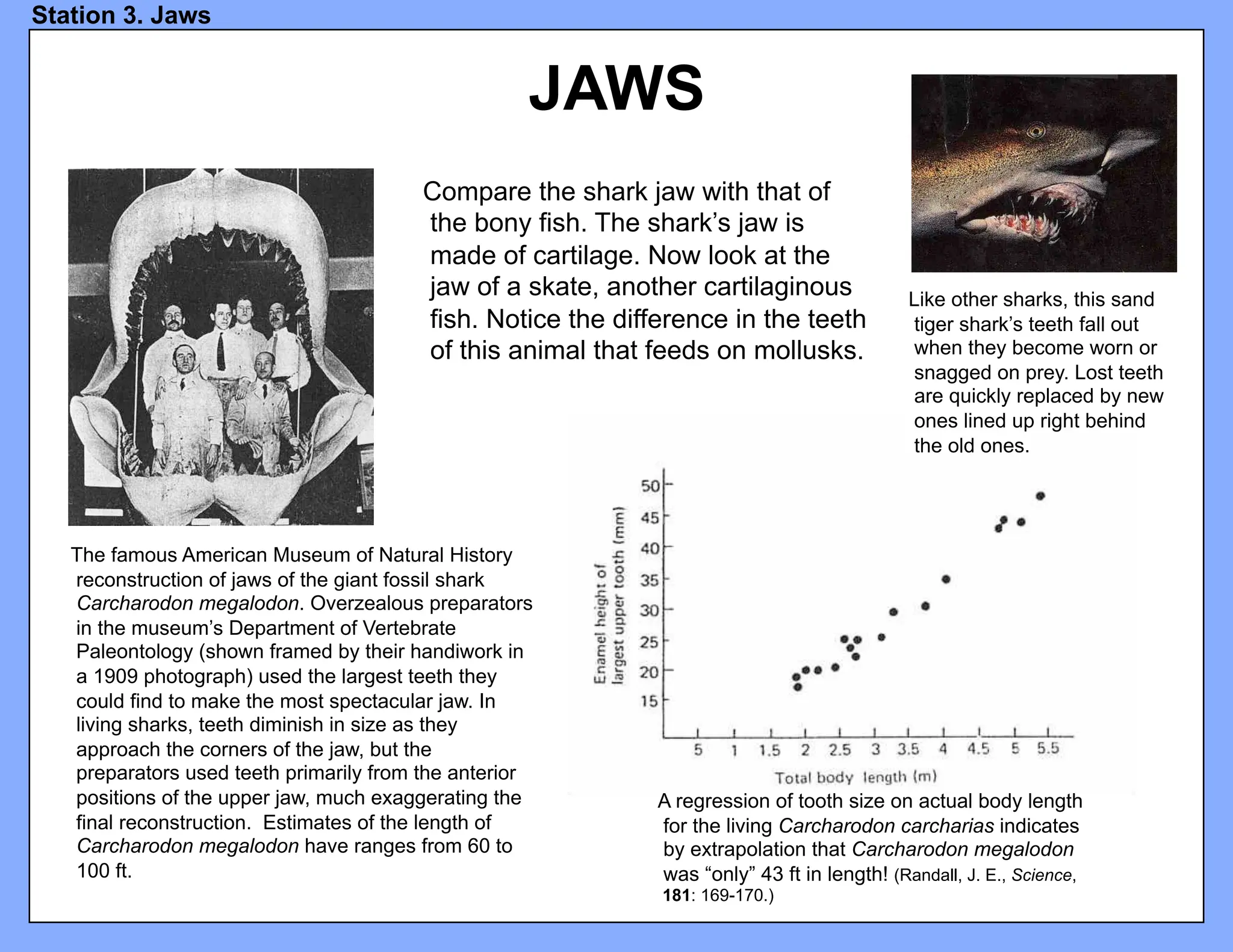 Classification of the Major Taxa of Fish.pdf