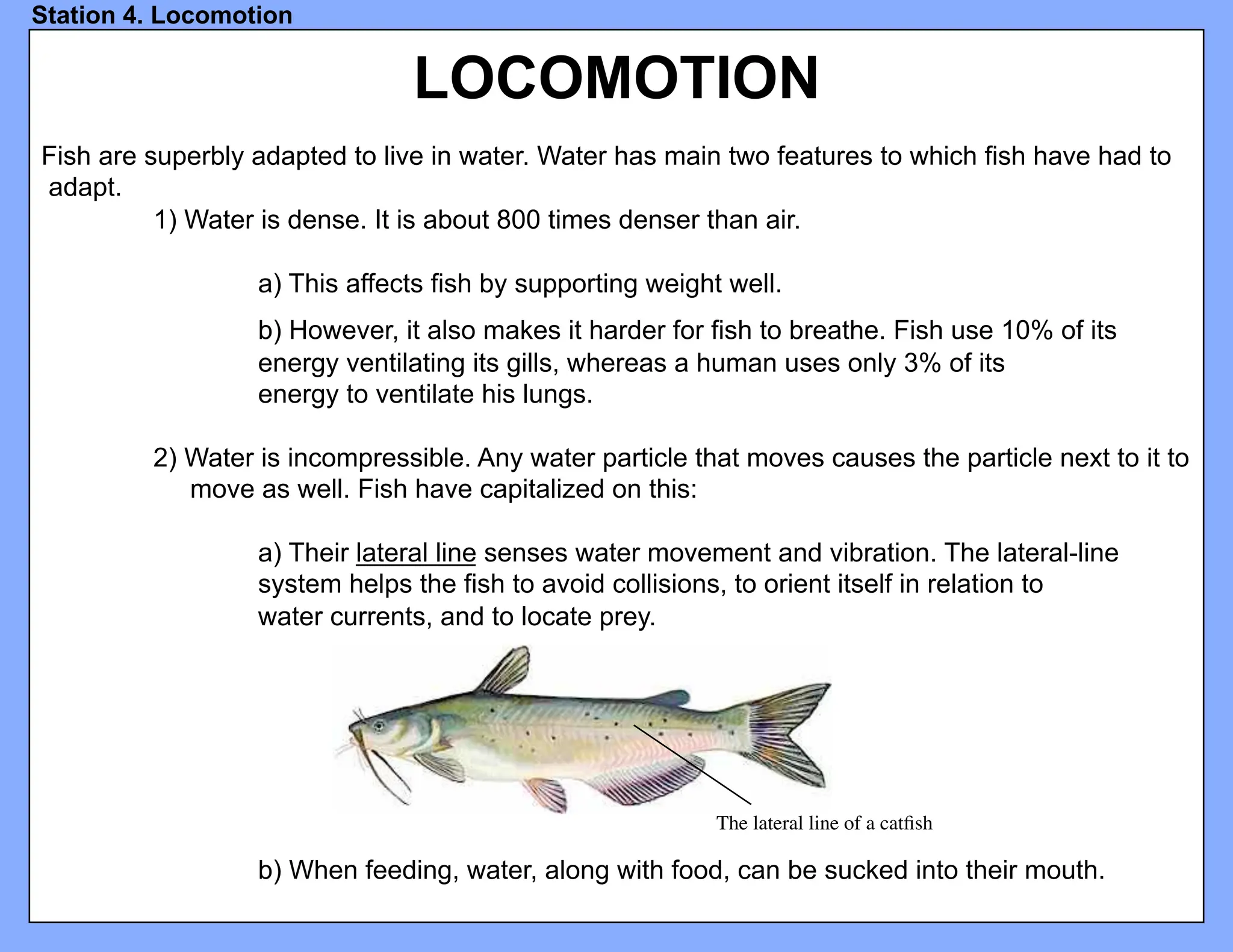 Classification of the Major Taxa of Fish.pdf