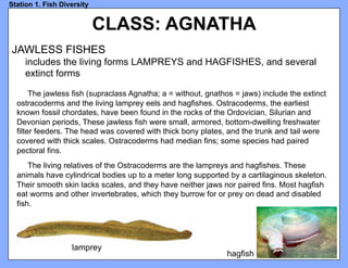 Classification of the Major Taxa of Fish.pdf