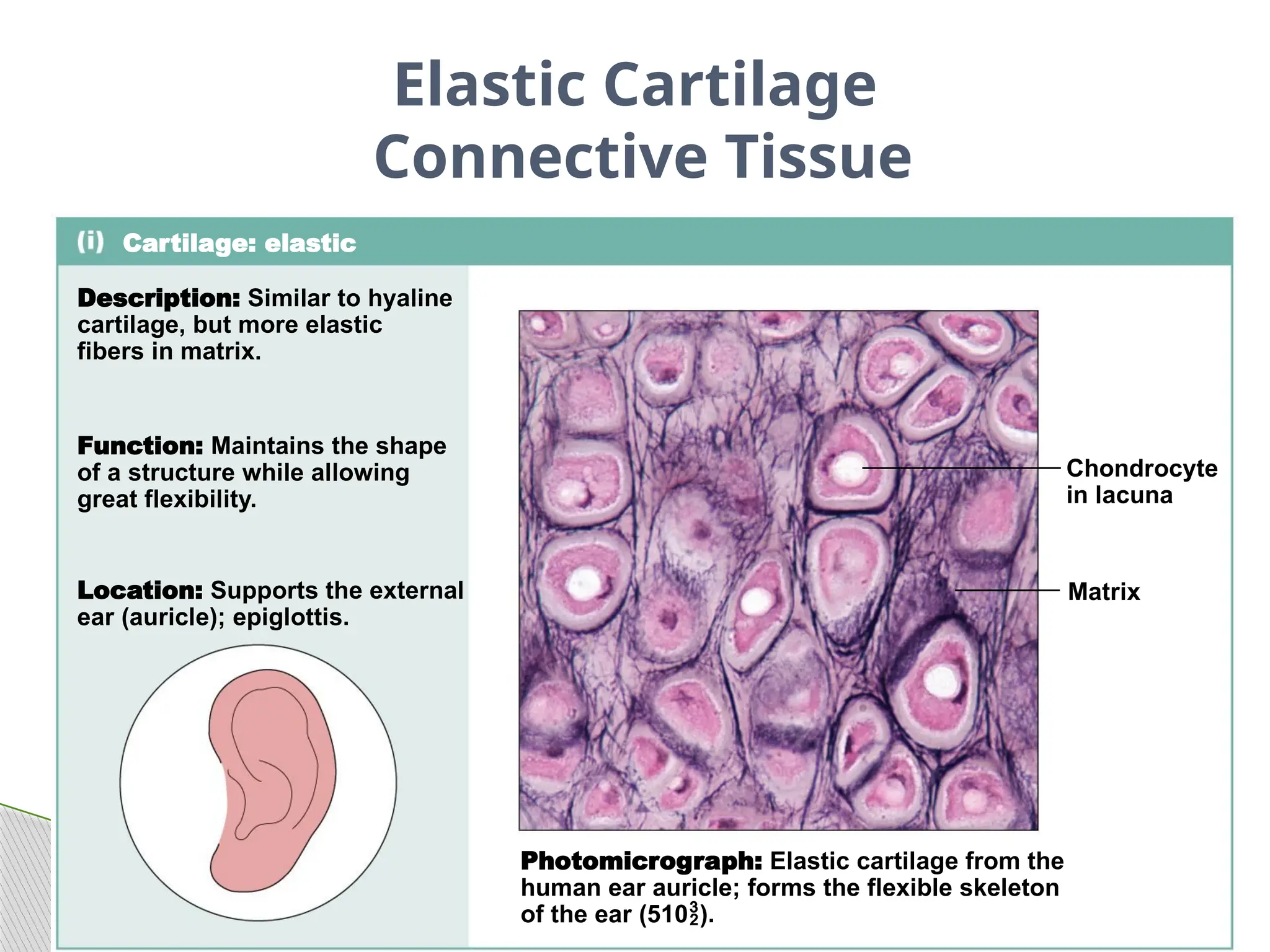 PowerPoint Presentation of Classification of Tissues.pptx | Skin and ...