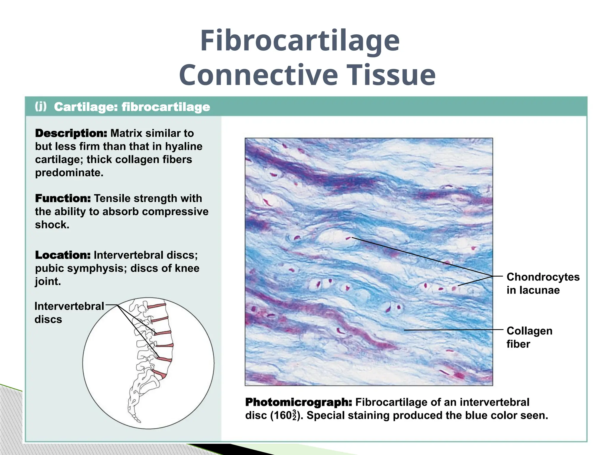 PowerPoint Presentation of Classification of Tissues.pptx | Skin and ...