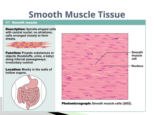 PowerPoint Presentation of Classification of Tissues.pptx | Skin and Dermatology | Diseases and ...