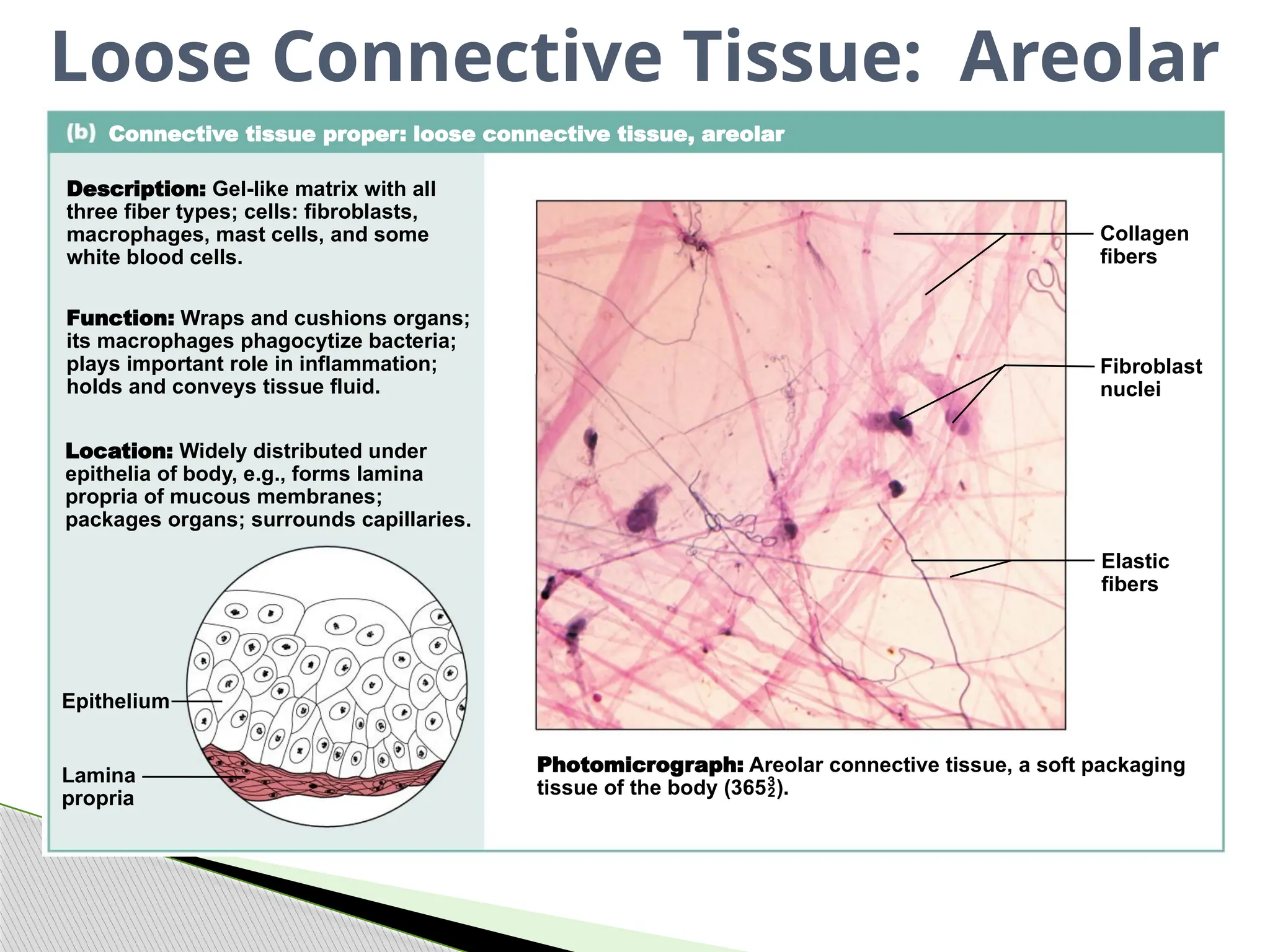 Classification of Animal Tissues including Connective, Epithelial, Muscle, and Nervous.pptx