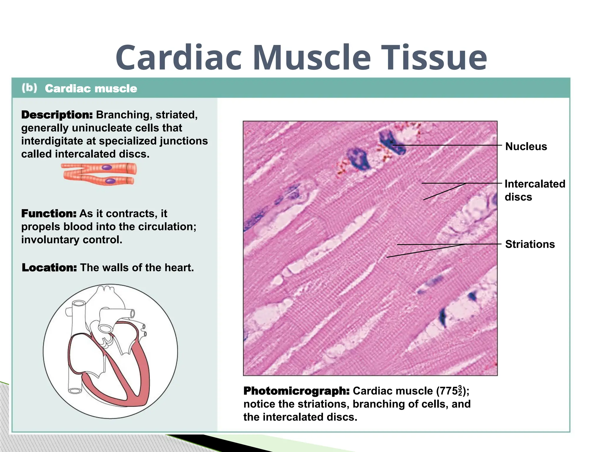 Classification of Animal Tissues including Connective, Epithelial ...