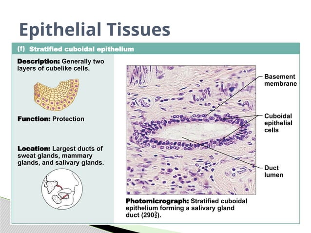 Classification of Animal Tissues including Connective, Epithelial, Muscle, and Nervous.pptx