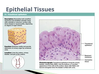 Classification of Animal Tissues including Connective, Epithelial ...