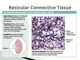 Classification of Animal Tissues including Connective, Epithelial ...