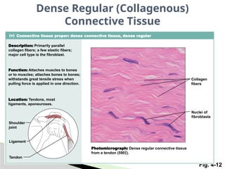 Classification of Animal Tissues including Connective, Epithelial ...