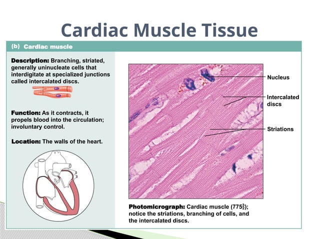 Classification of Animal Tissues including Connective, Epithelial ...
