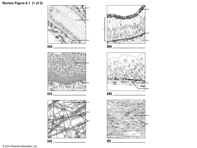 Classification of Animal Tissues including Connective, Epithelial ...