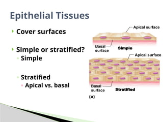 Classification of Animal Tissues including Connective, Epithelial ...