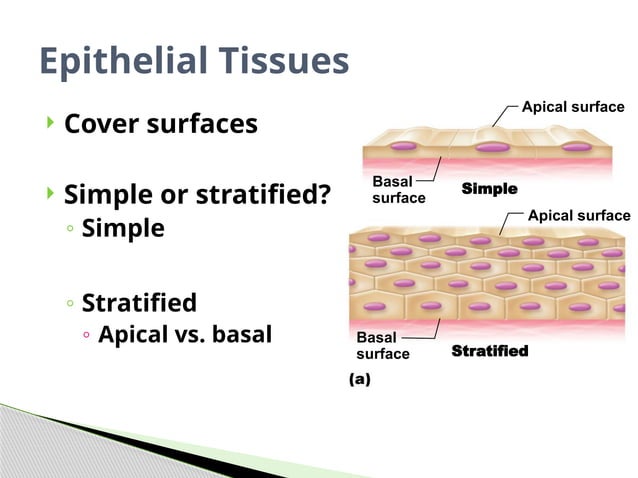 Classification of Animal Tissues including Connective, Epithelial, Muscle, and Nervous.pptx