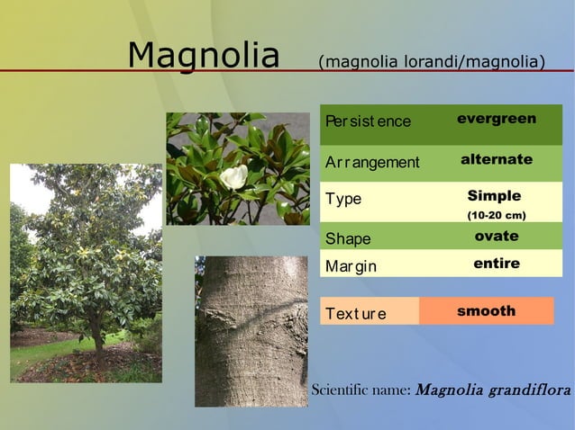 Classification of trees | PPT