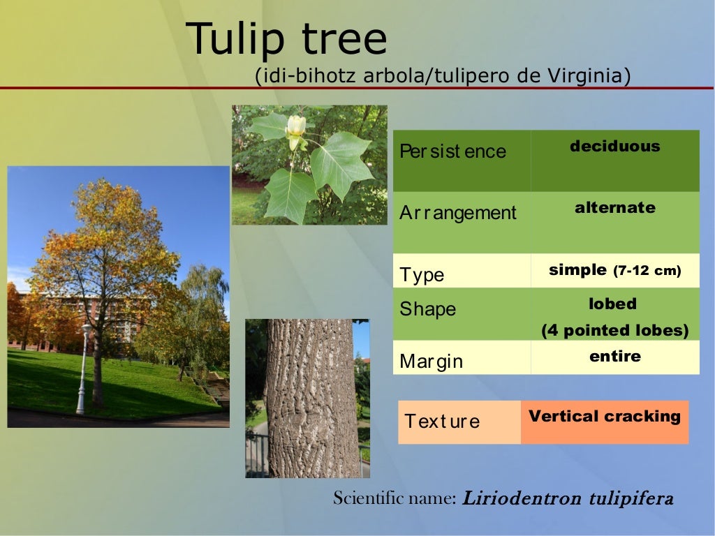 Classification of trees
