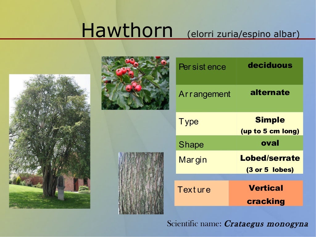 Classification of trees