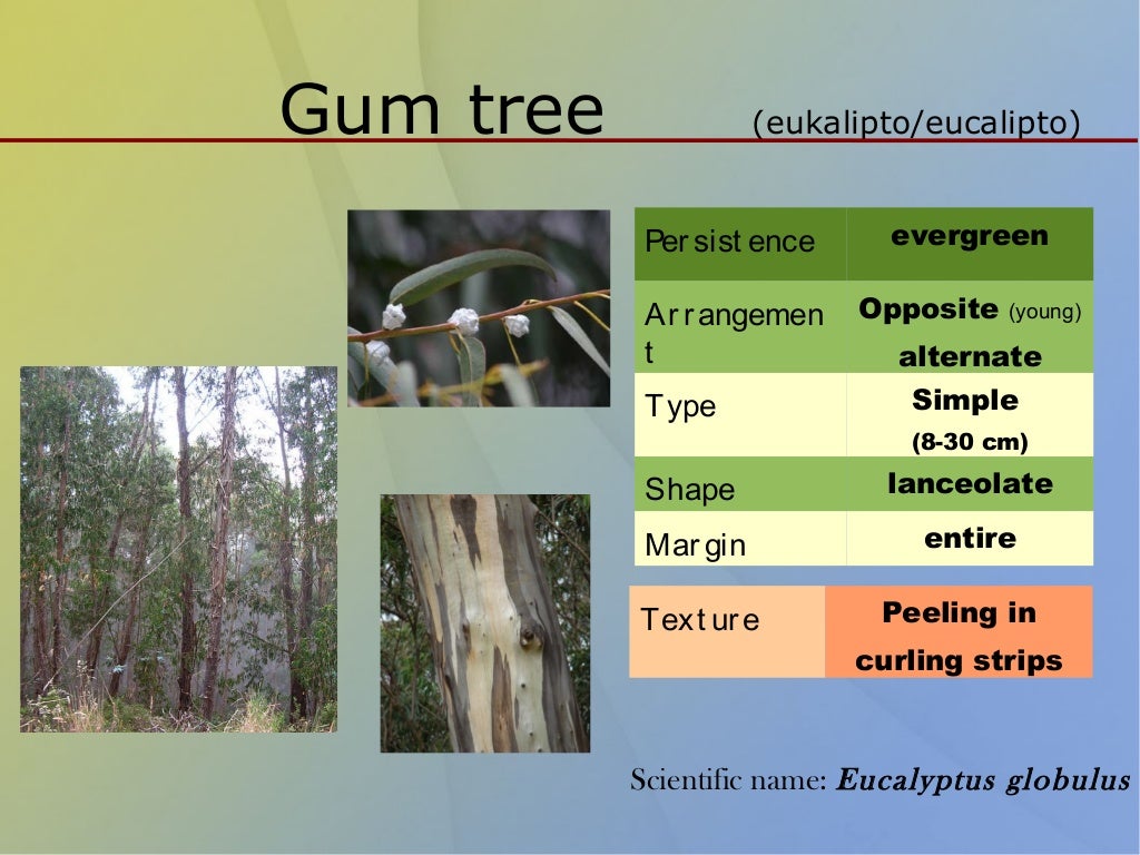 Classification of trees