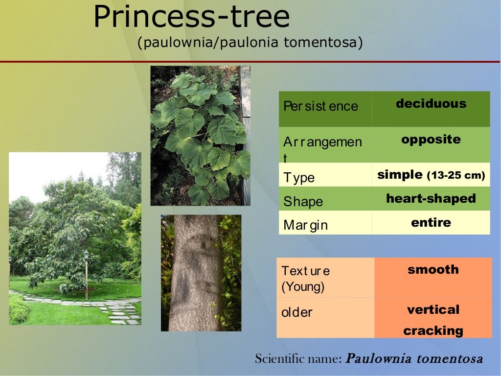 Classification of trees