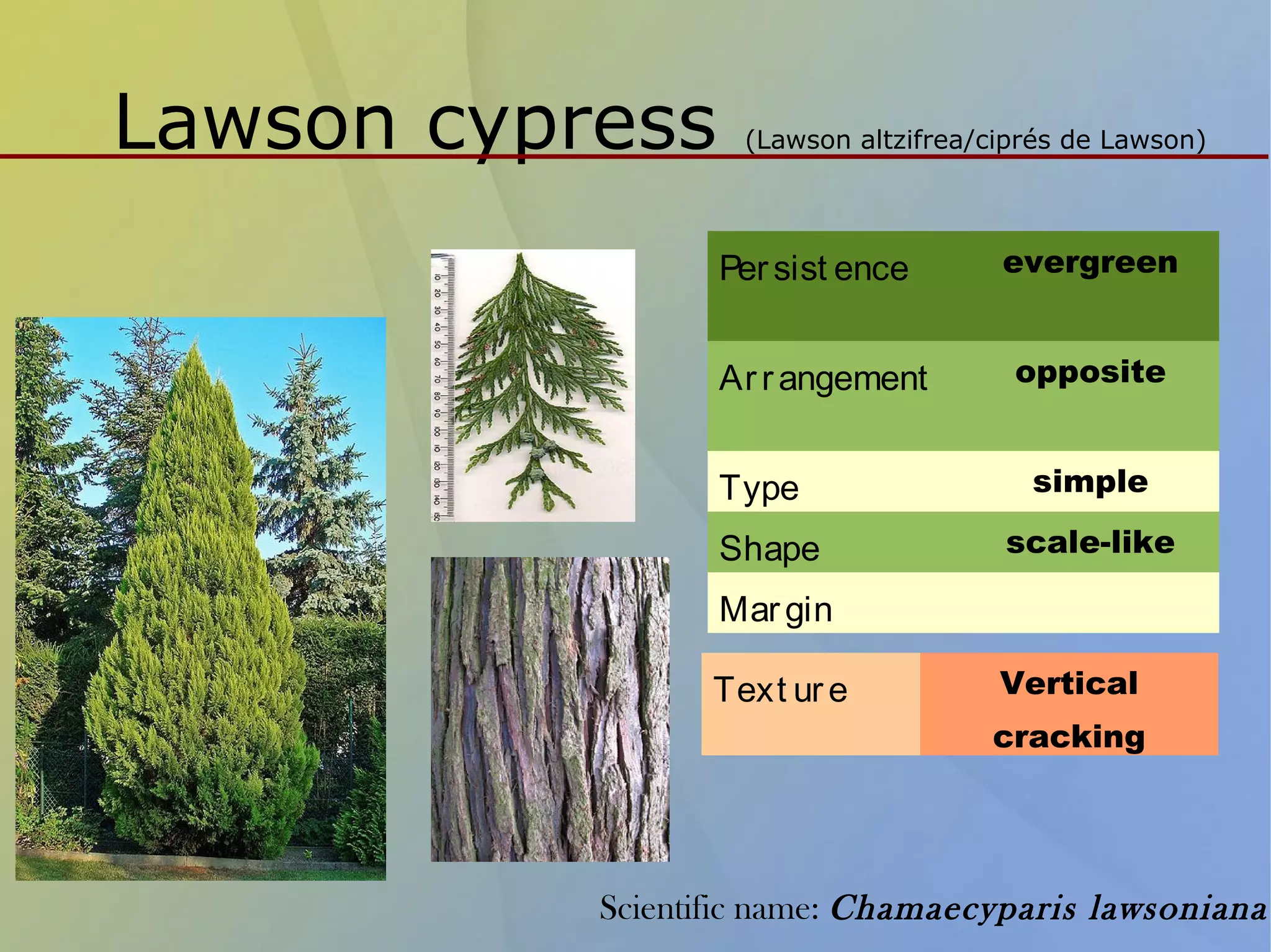 Classification of trees | PPT
