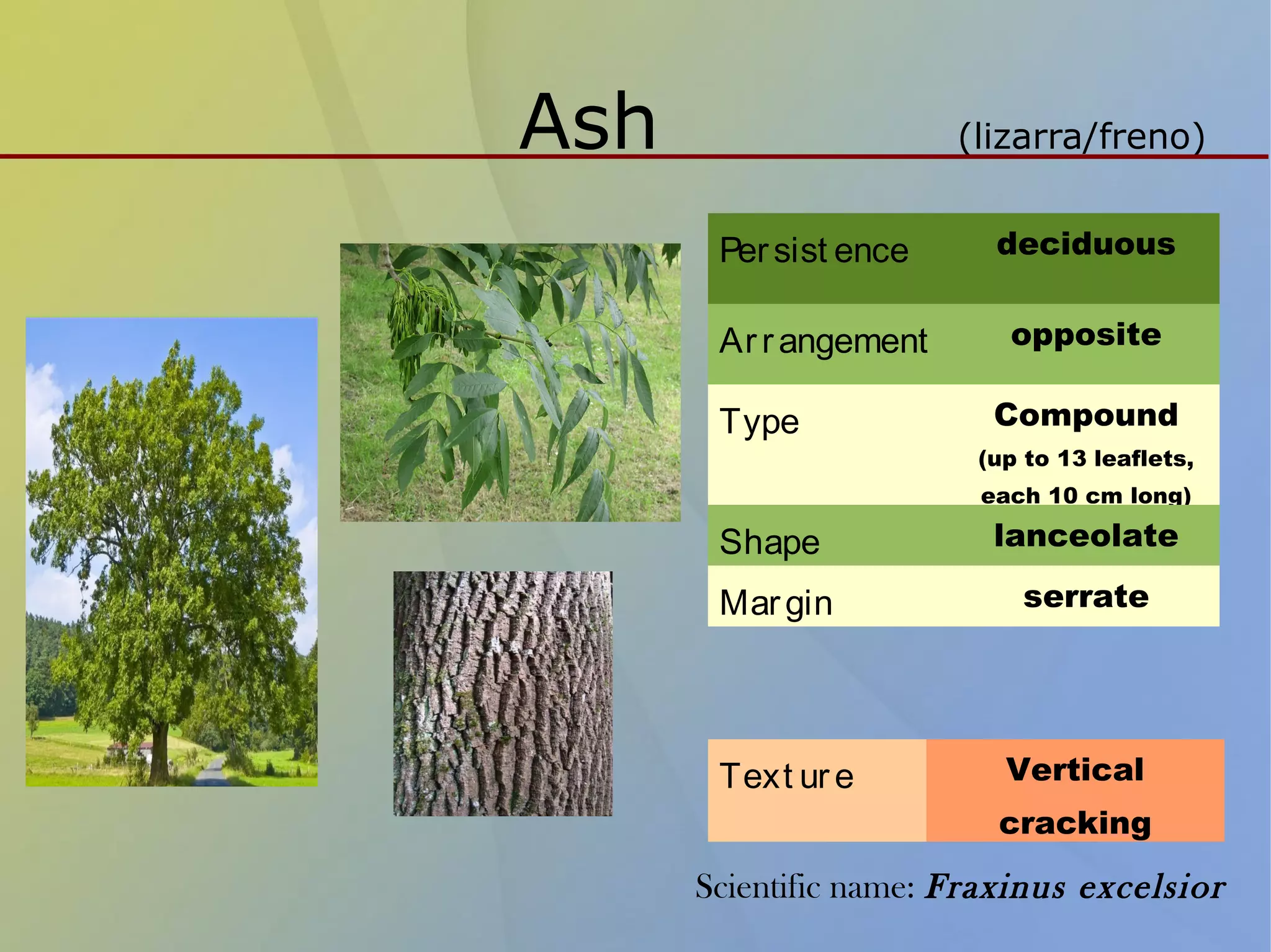 Classification of trees | PPT