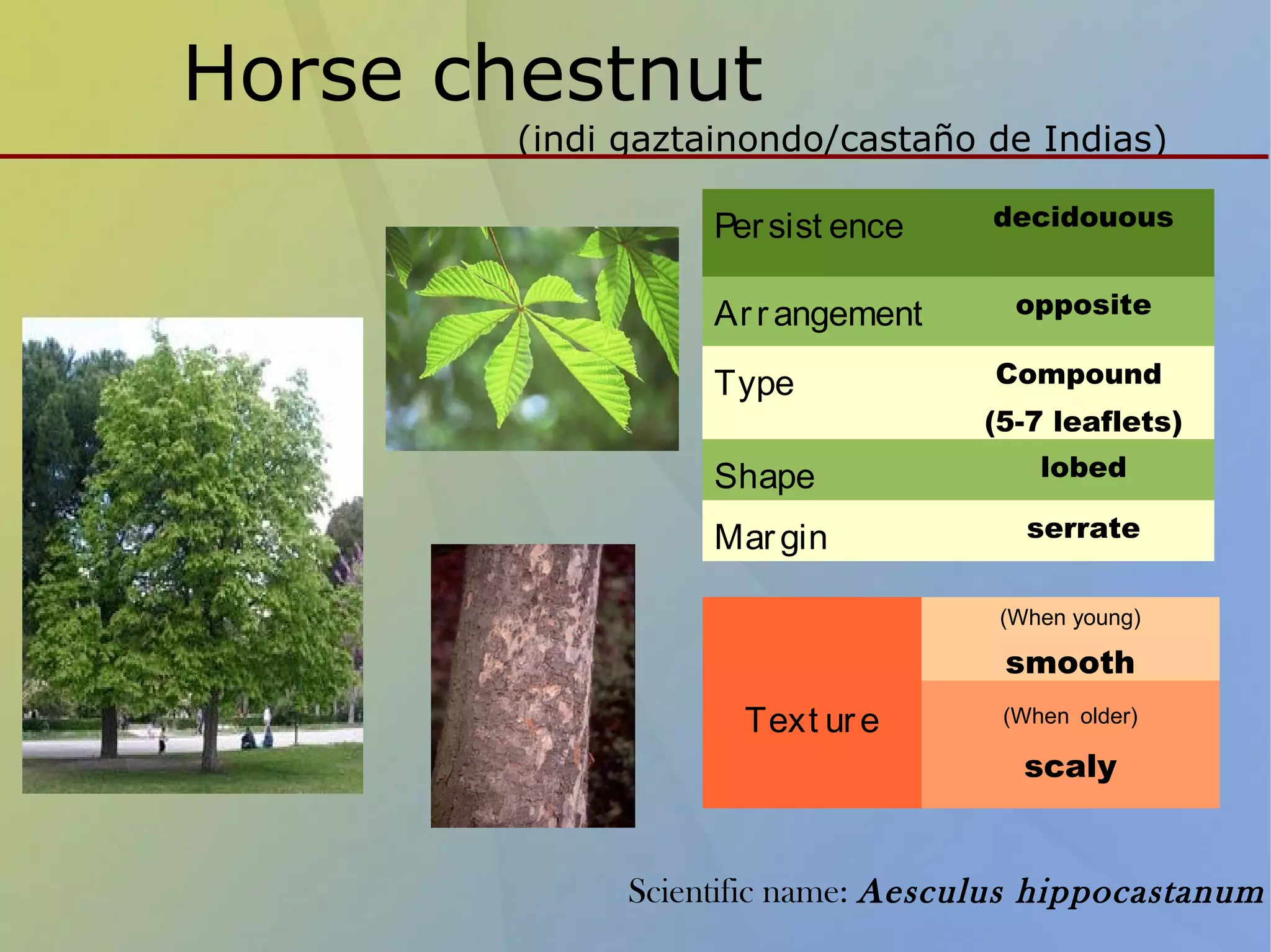 Classification of trees | PPT