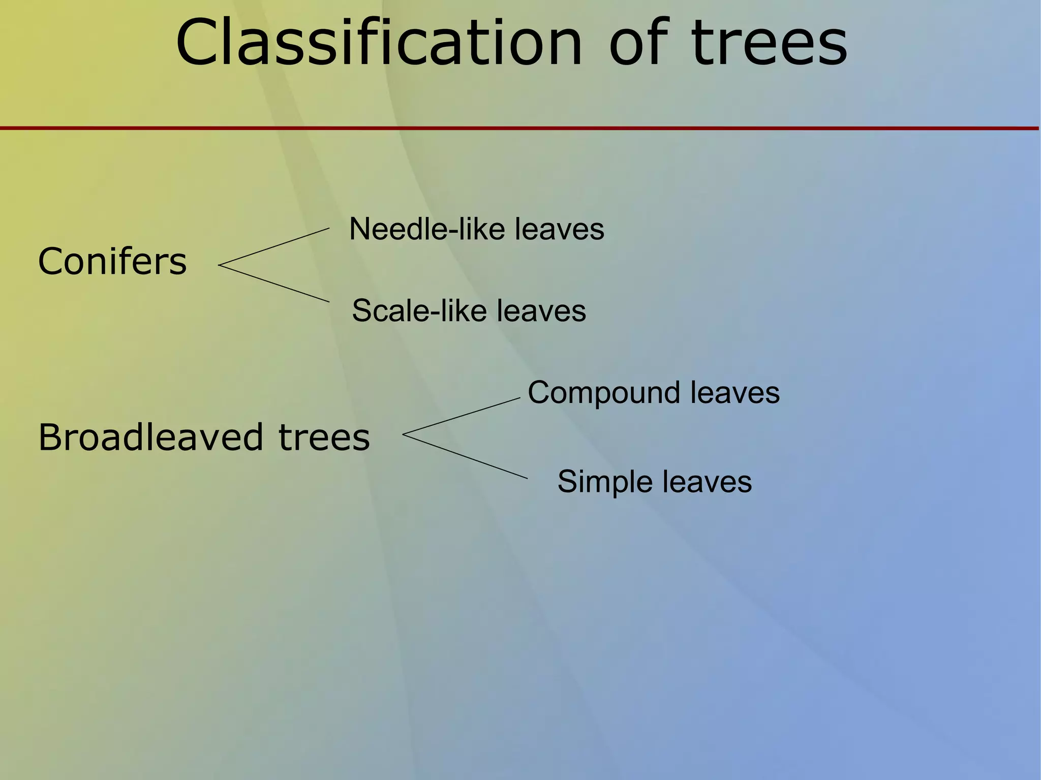 Classification of trees | PPT