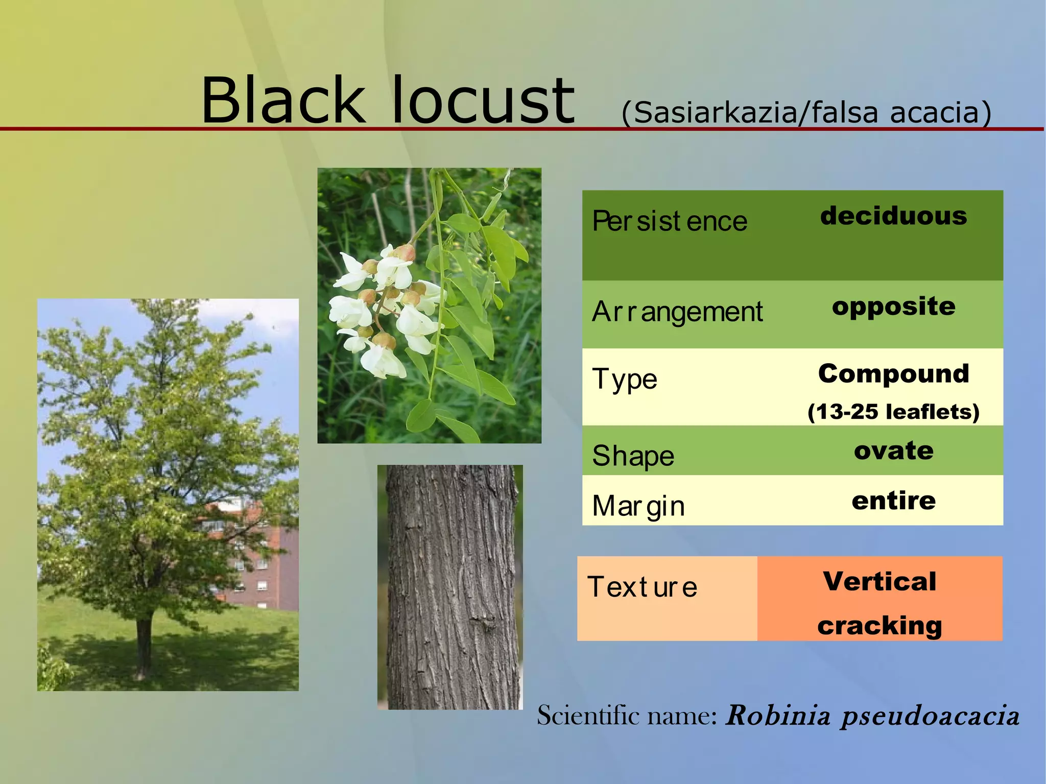 Classification of trees | PPT