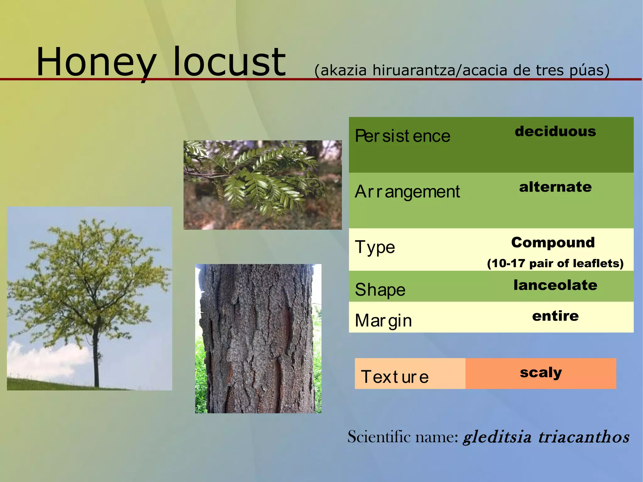 Classification of trees | PPT