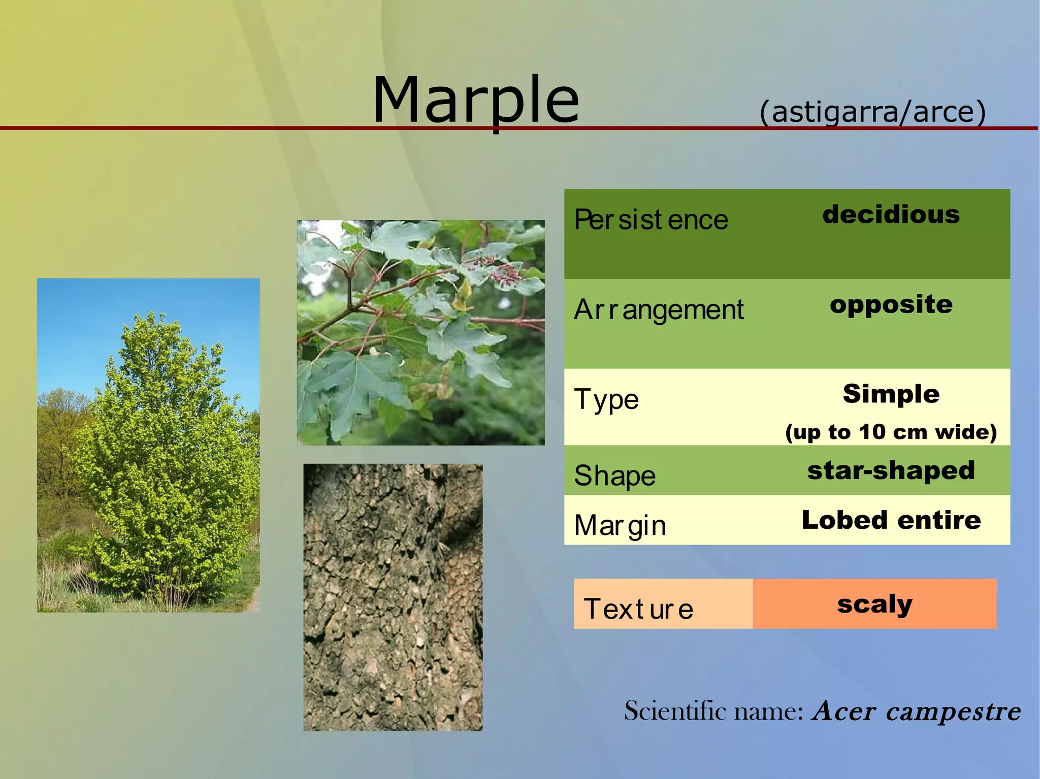 Classification of trees | PPT