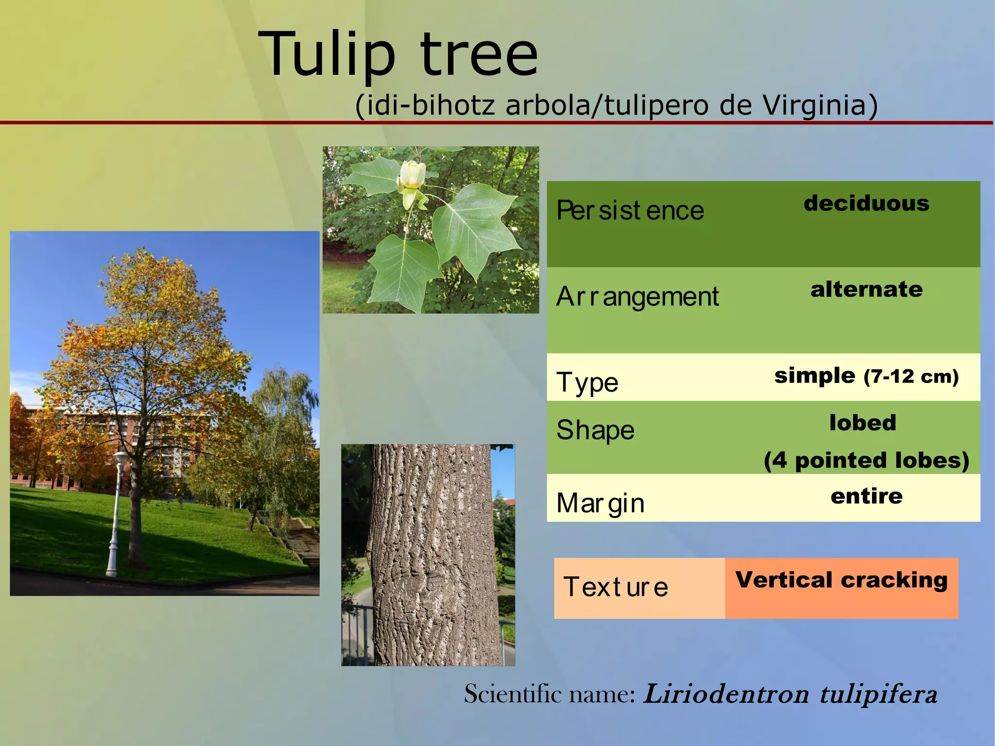 Classification of trees | PPT