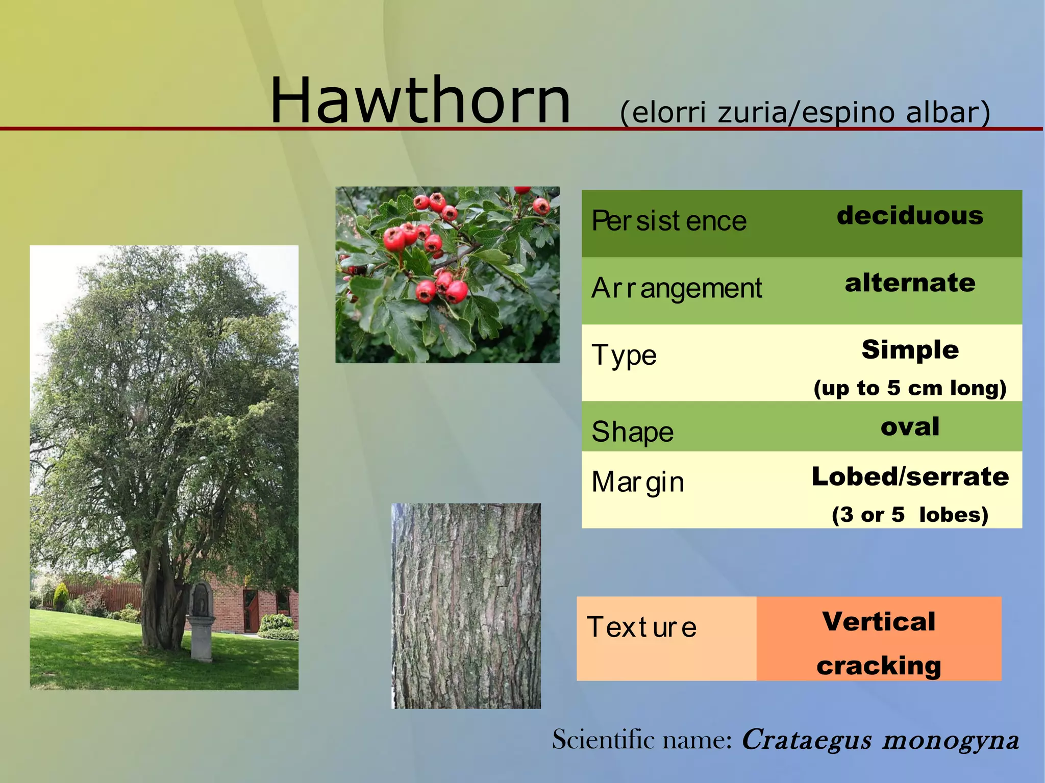 Classification of trees | PPT