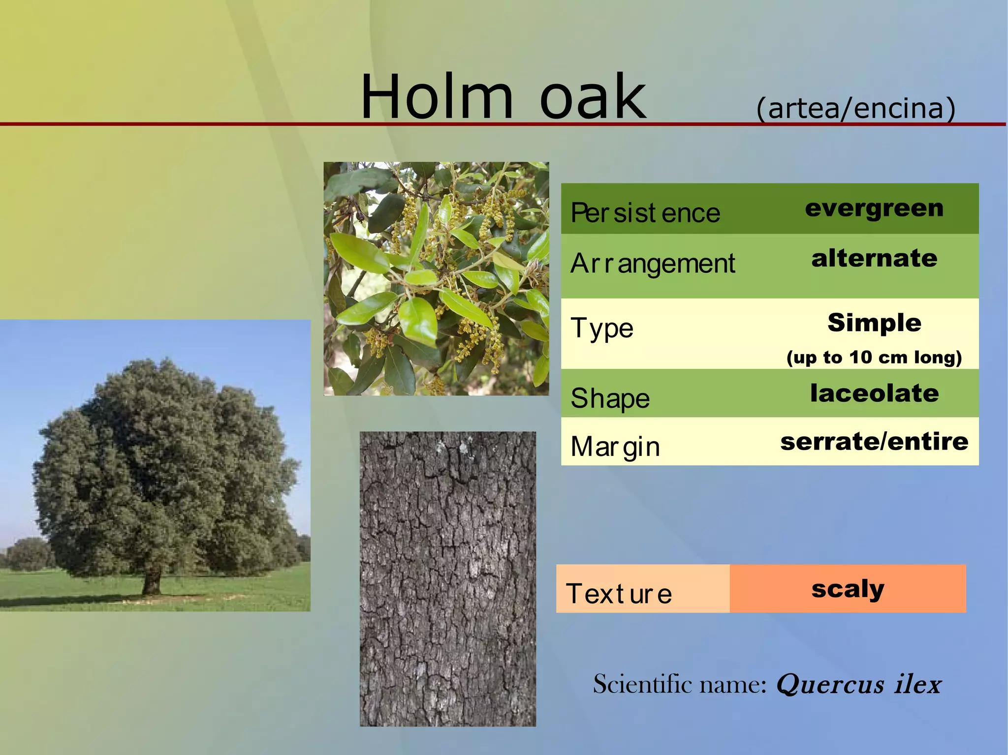 Classification of trees | PPT