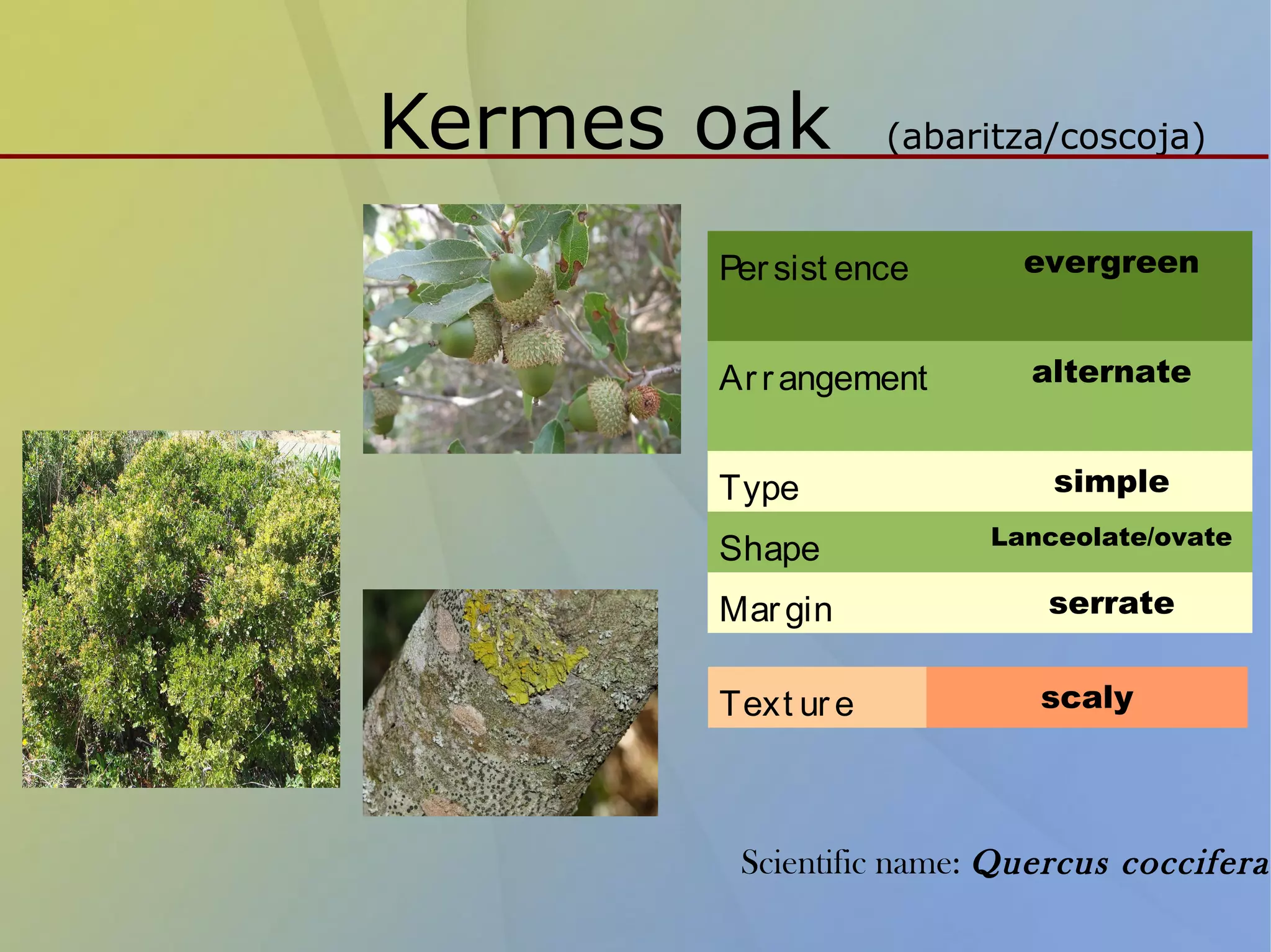 Classification of trees | PPT