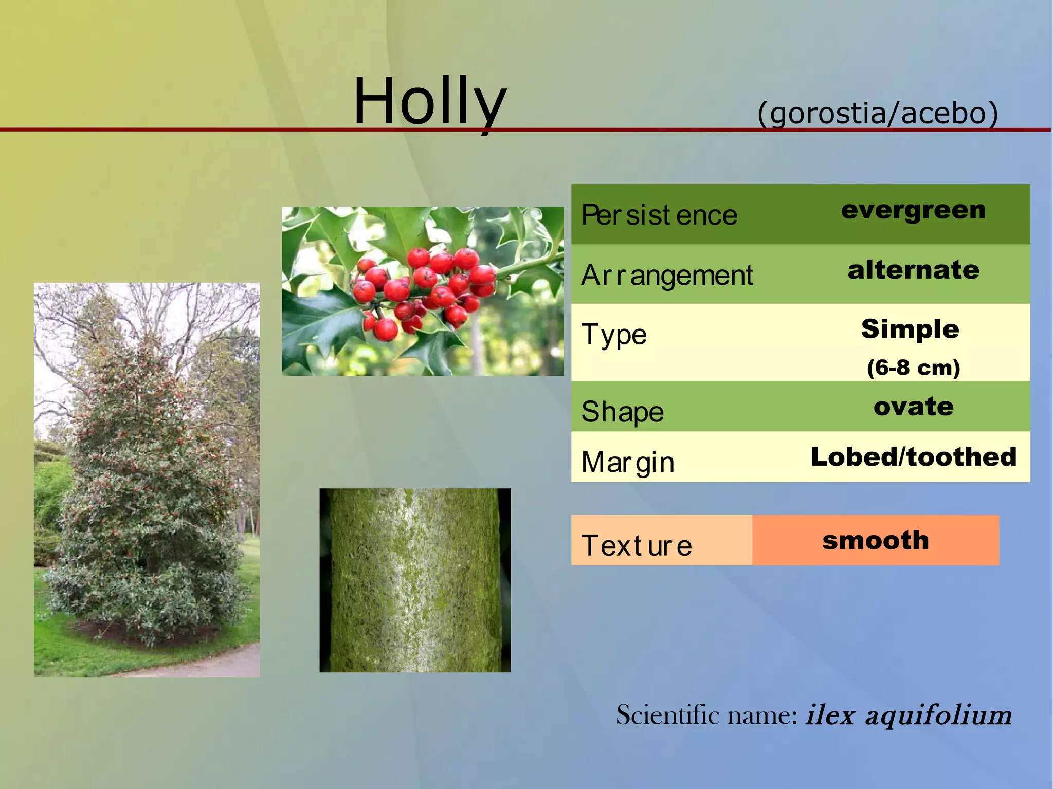 Classification of trees | PPT