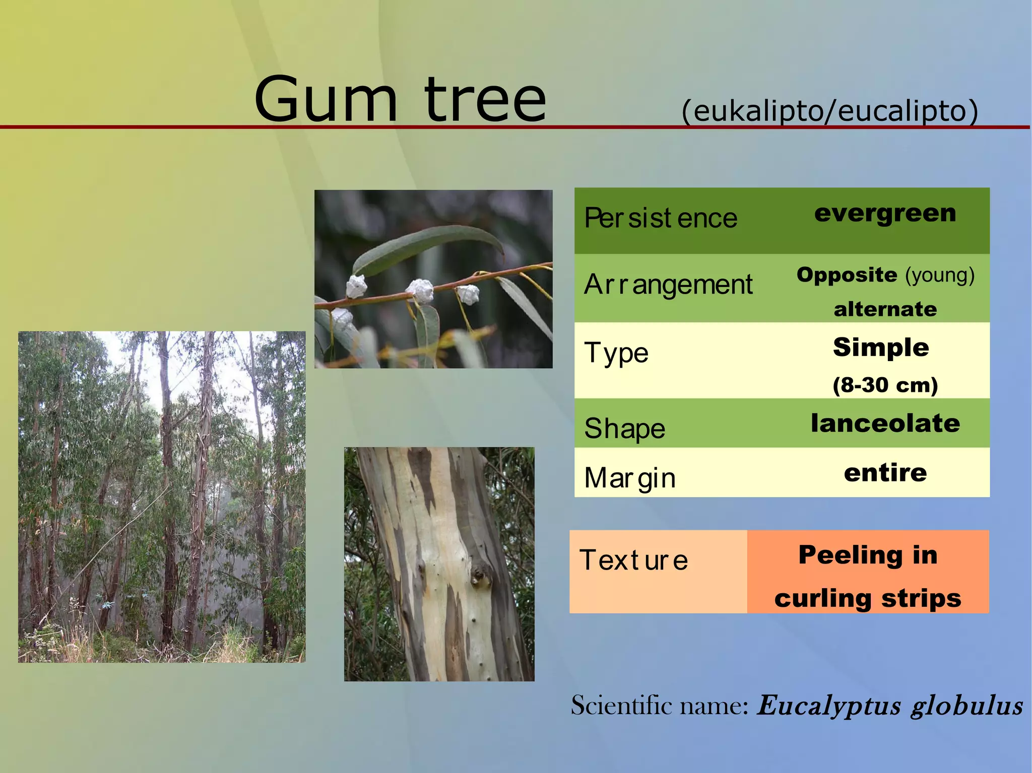 Classification of trees | PPT | Gardening | Home & Garden