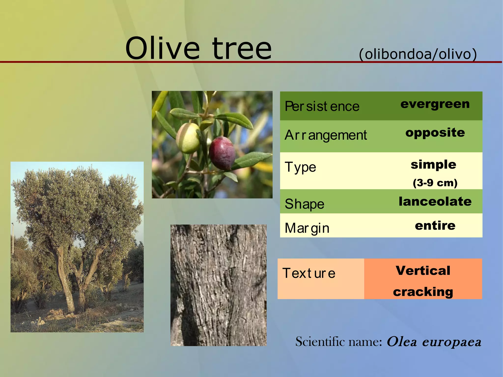 Classification of trees | PPT | Gardening | Home & Garden
