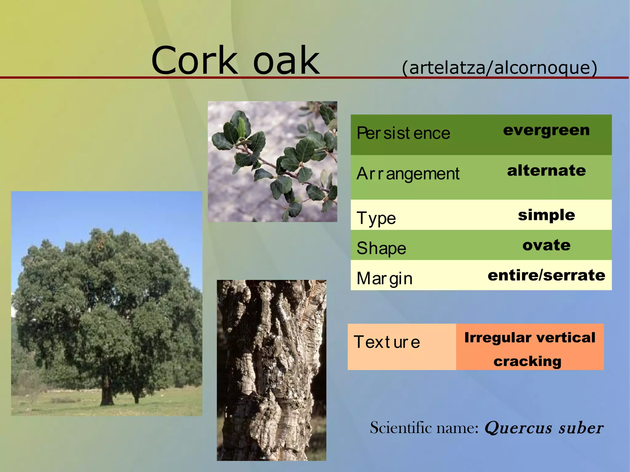 Classification of trees | PPT | Gardening | Home & Garden